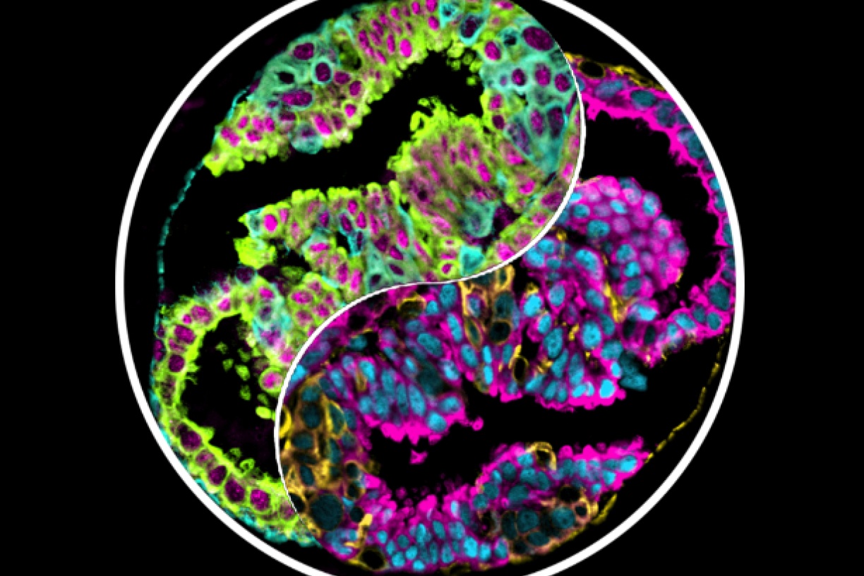 The Division of Molecular Pathogenesis